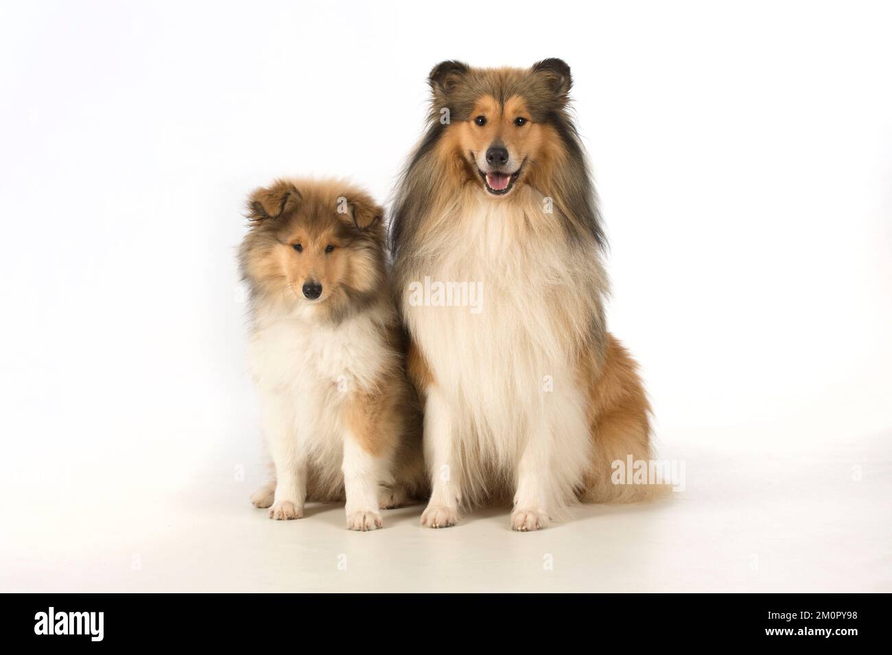 Adult baby animals hi-res stock photography and images - Alamy
