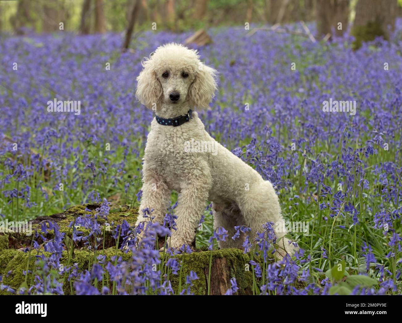White labradoodle dog hi-res stock photography and images - Alamy