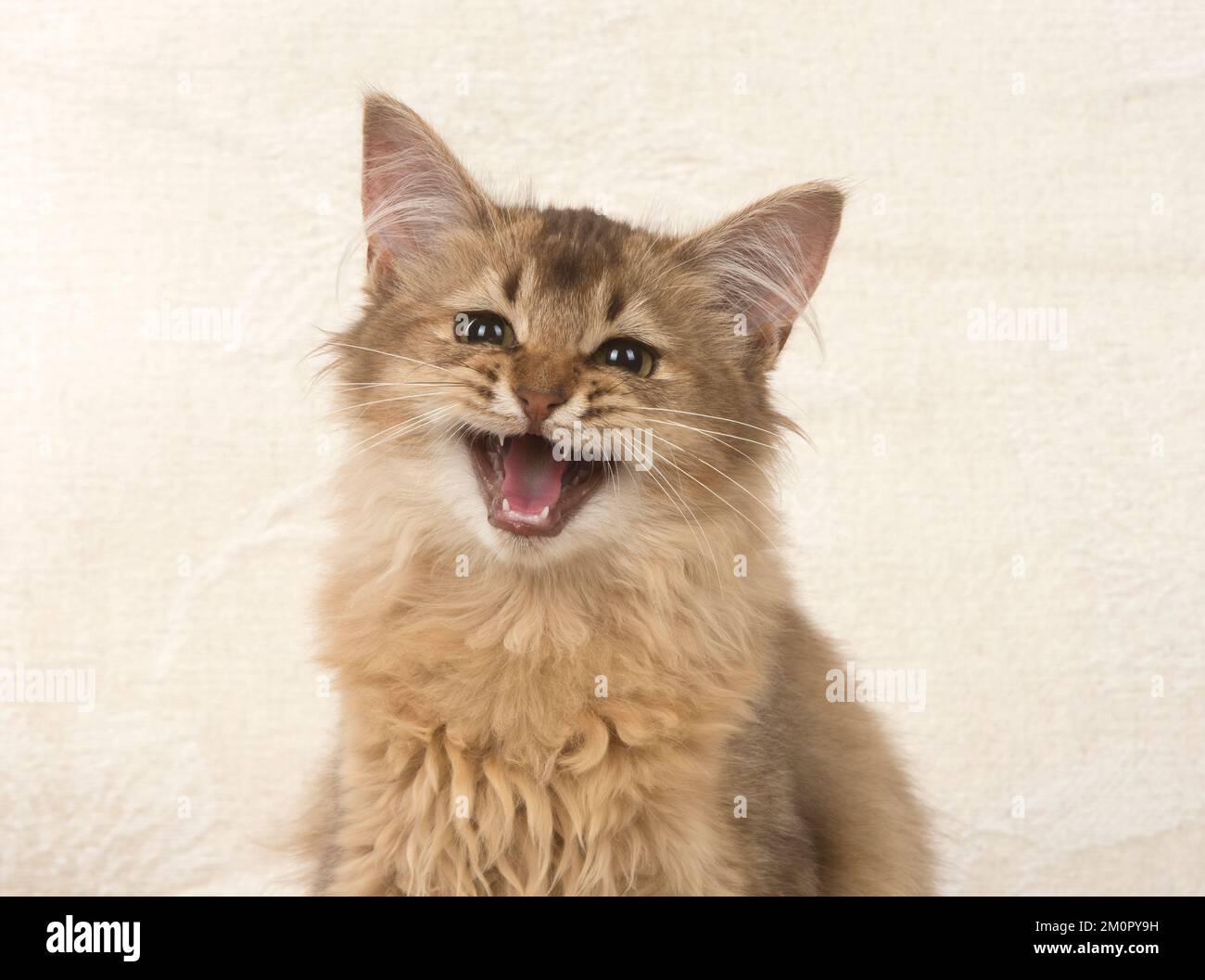 Portrait somali cat hi-res stock photography and images - Alamy
