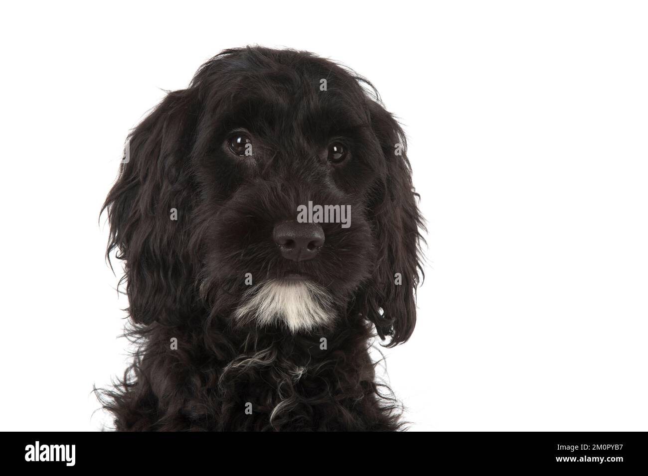 Cockerpoos hi-res stock photography and images - Alamy