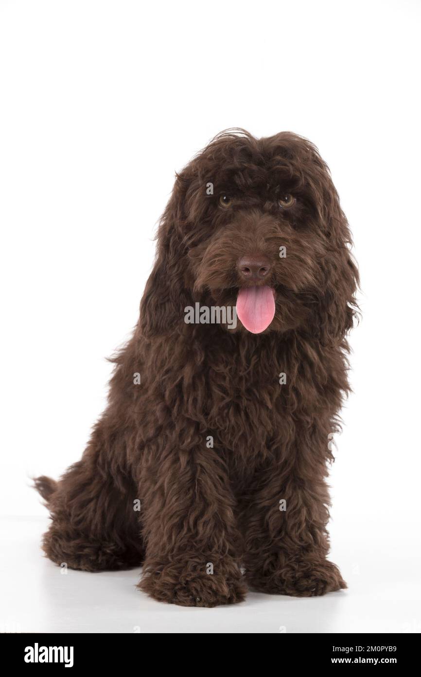 Cockerpoos hi-res stock photography and images - Alamy