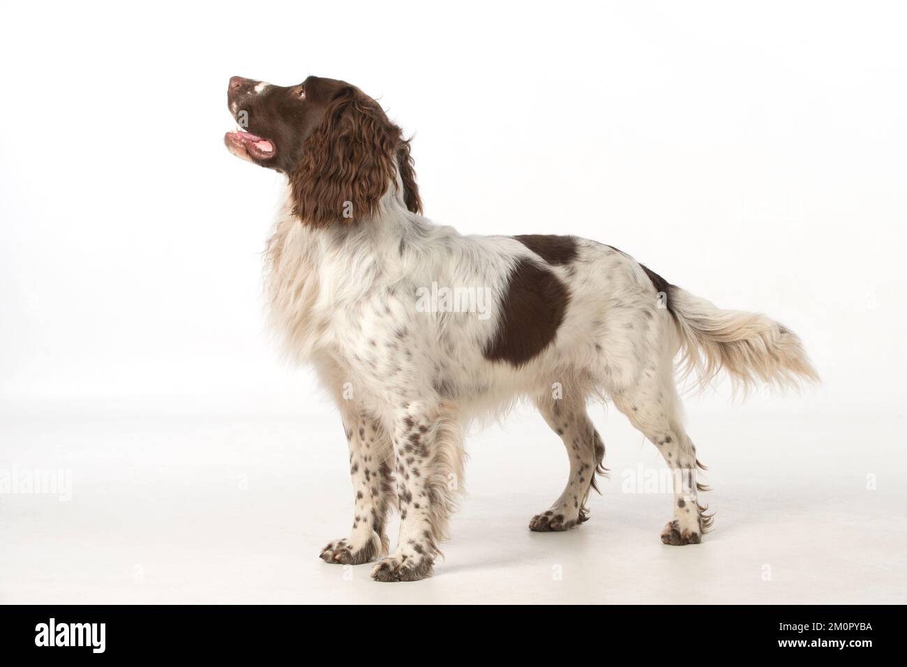 Dog Springer Spaniel Stock Photo - Alamy