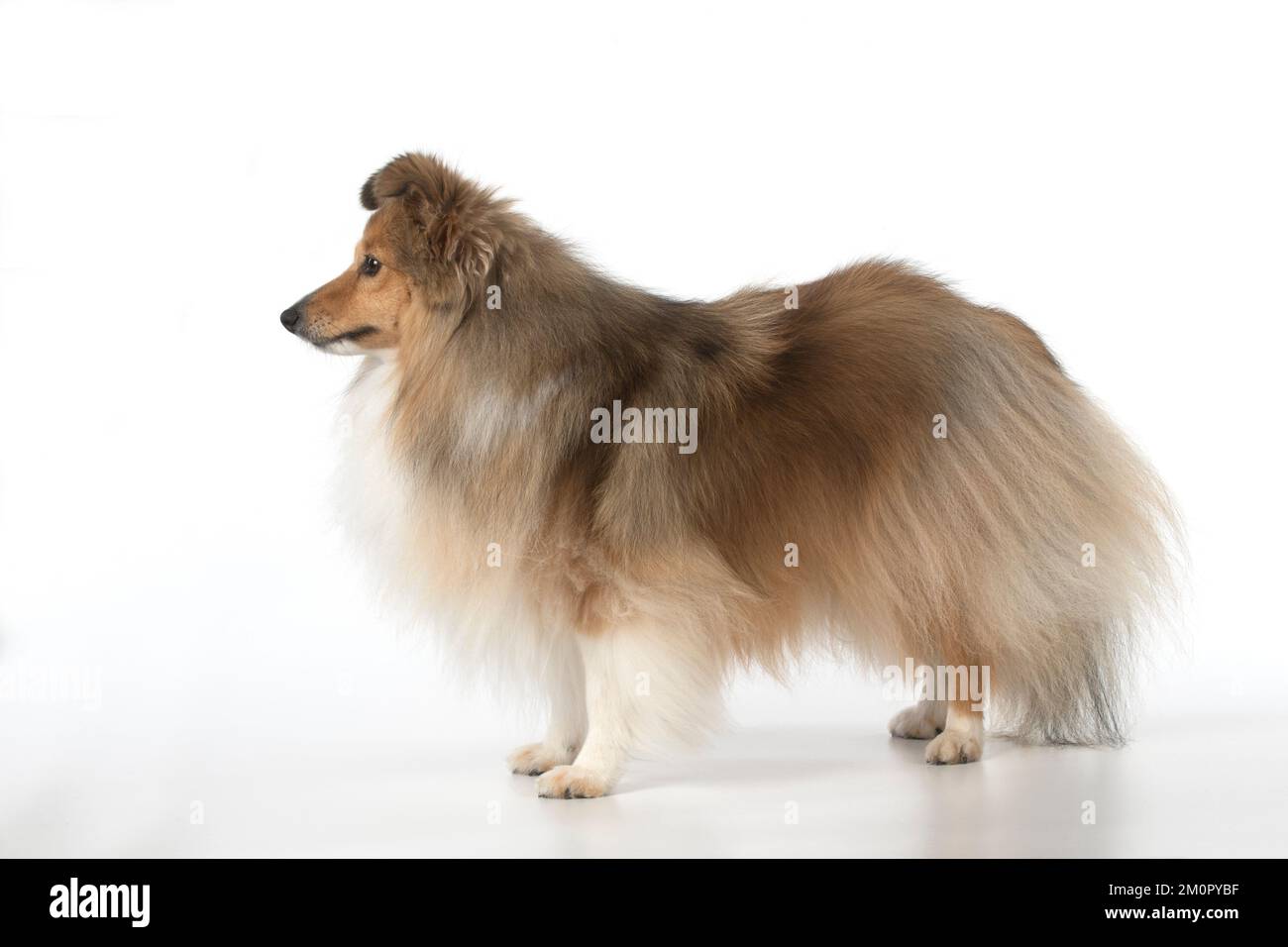 Shetland sheepdog hi-res stock photography and images - Alamy