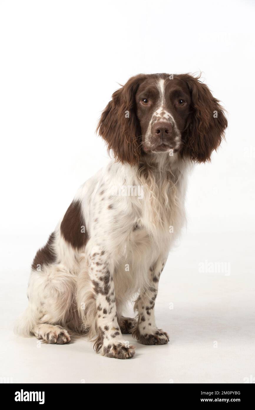 Dog Springer Spaniel Stock Photo - Alamy