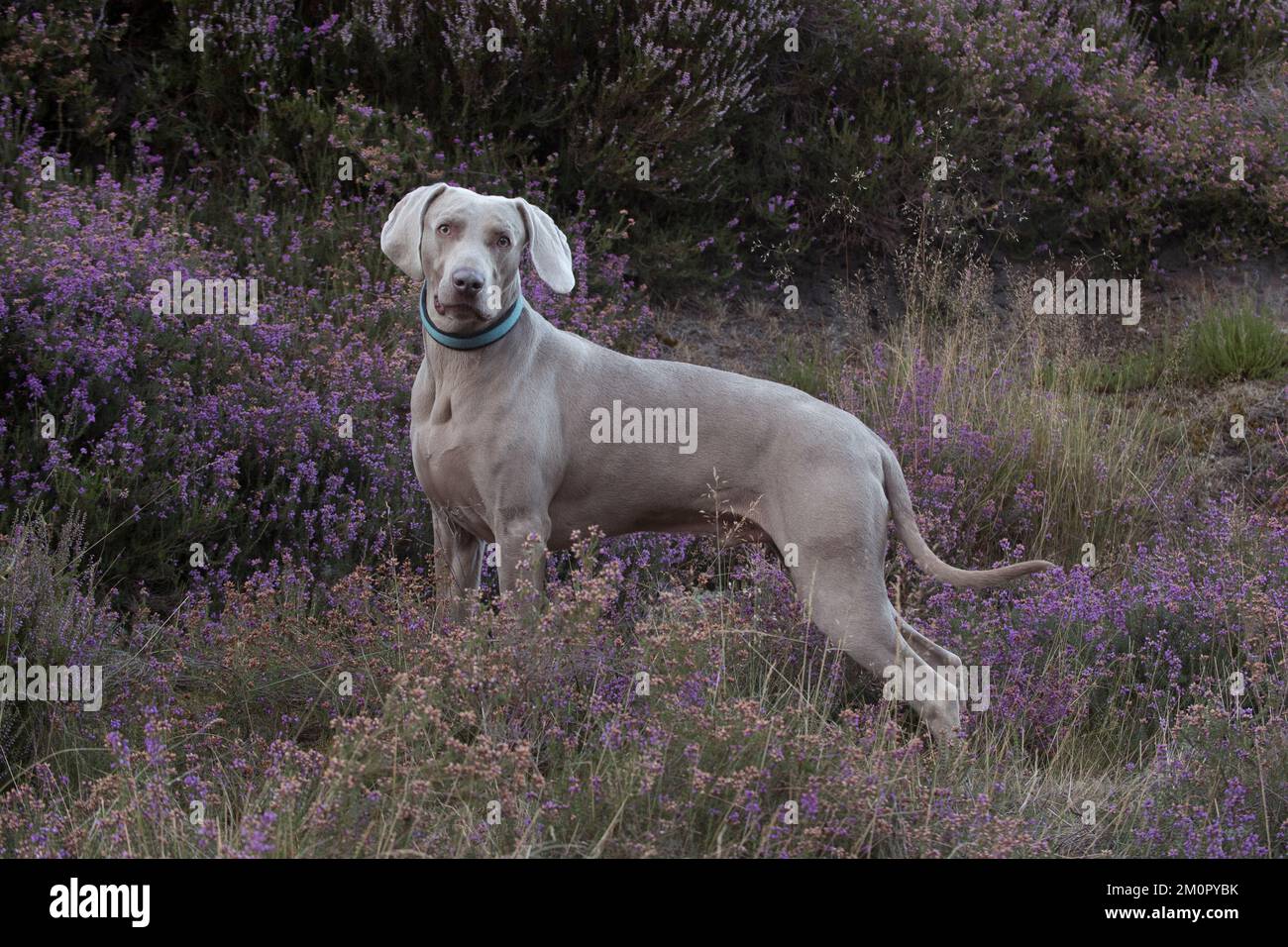 Dog Weimaraner in heather Stock Photo - Alamy