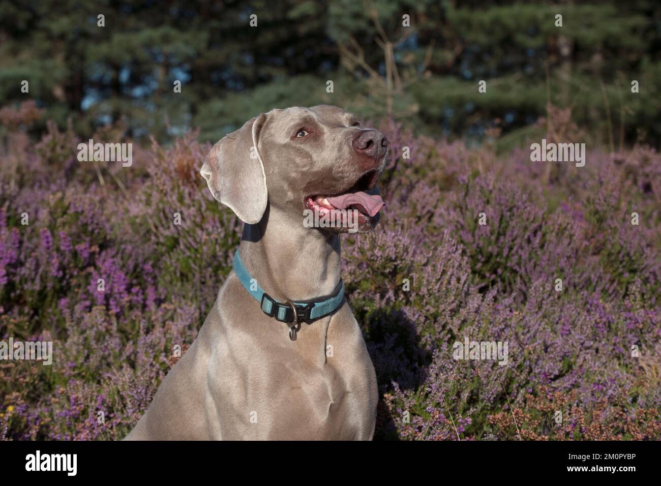 Dogs in heather hi-res stock photography and images - Alamy