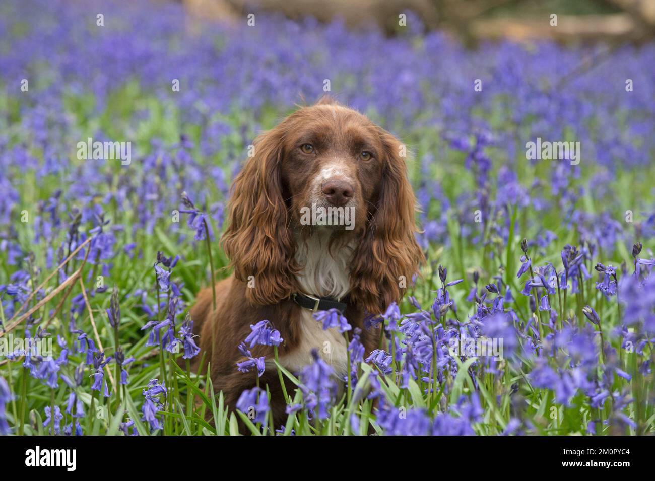 Dog Springer Spaniel in a Bluebell wood Stock Photo - Alamy