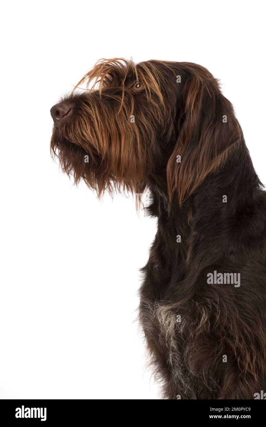Dog German Wire-haired Pointer on white in studio Stock Photo - Alamy