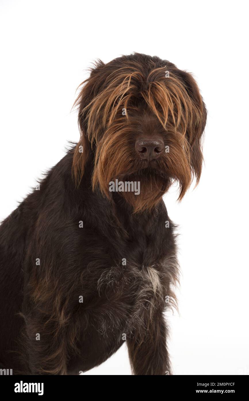 Dog German Wire-haired Pointer on white in studio Stock Photo - Alamy