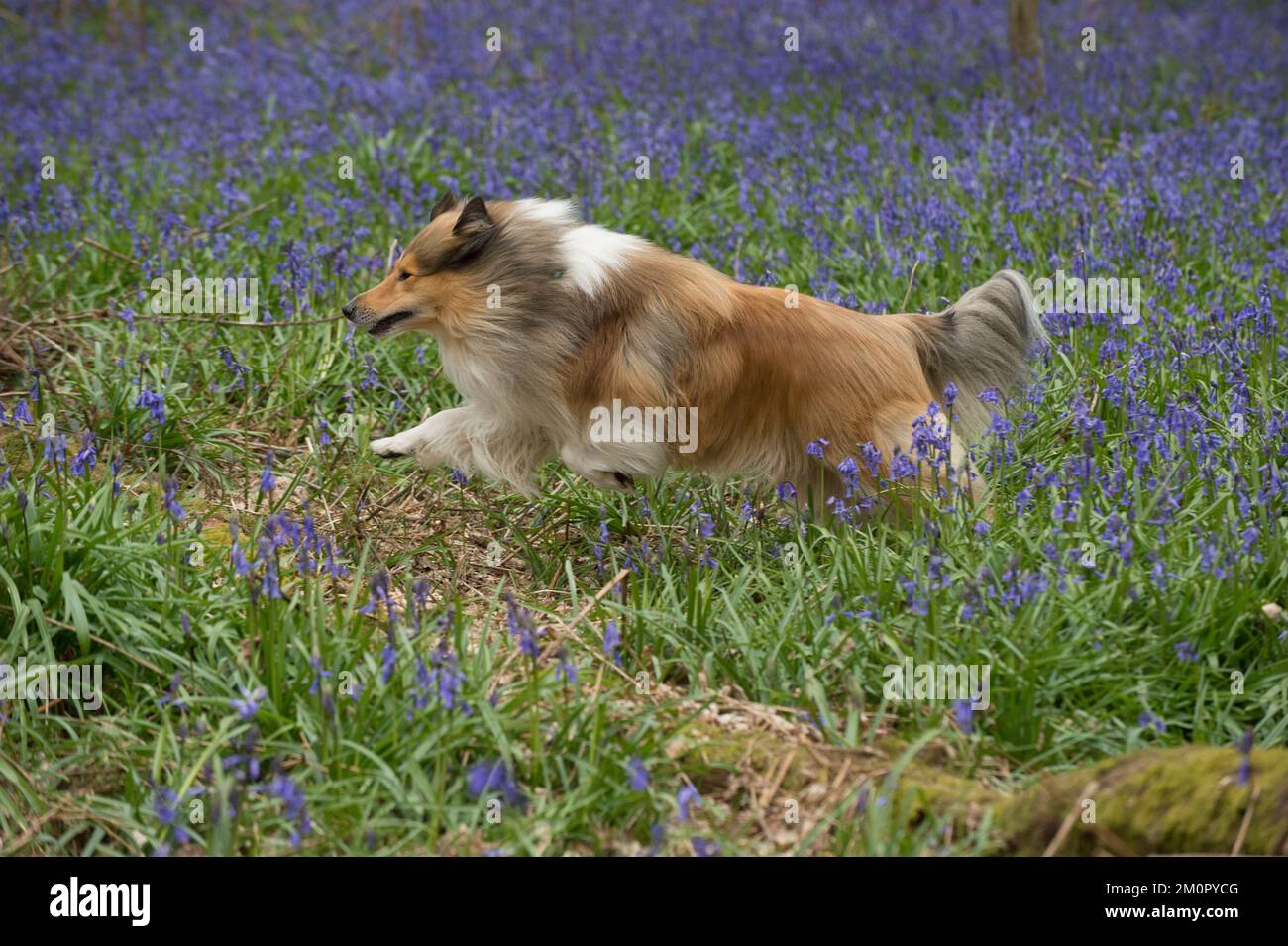 Dog Rough Collie running in a spring Bluebell wood Stock Photo - Alamy