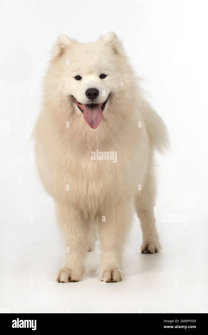 Samoyed hi-res stock photography and images - Alamy