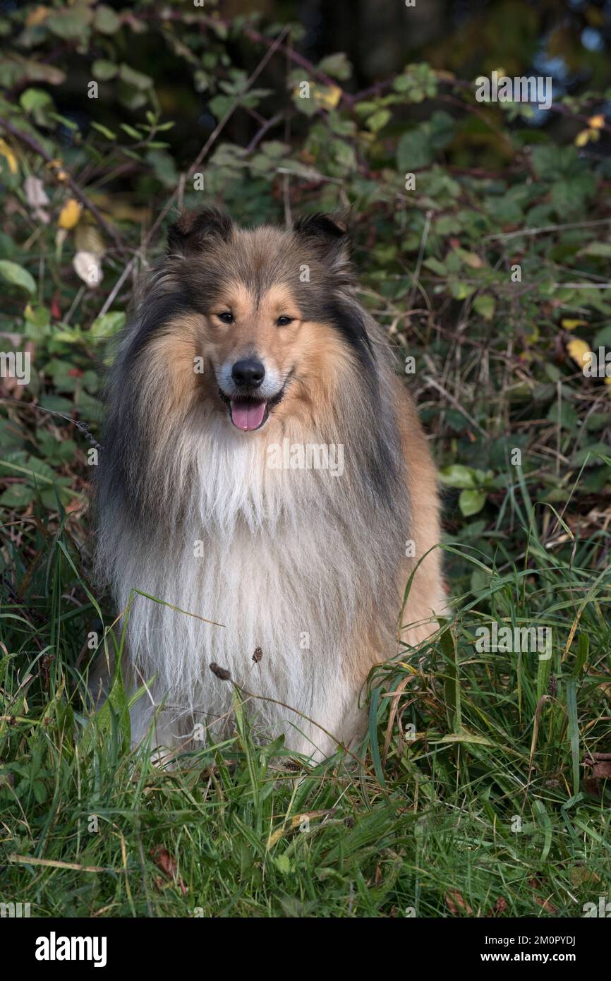 Dog Rough Collie standing Stock Photo - Alamy