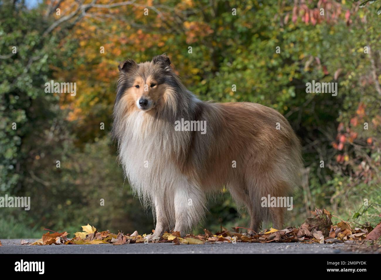 Dog Rough Collie standing Stock Photo - Alamy