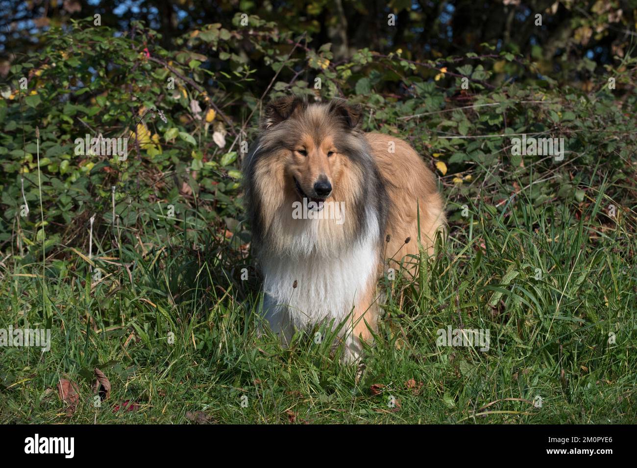 Rough collie hi-res stock photography and images - Alamy