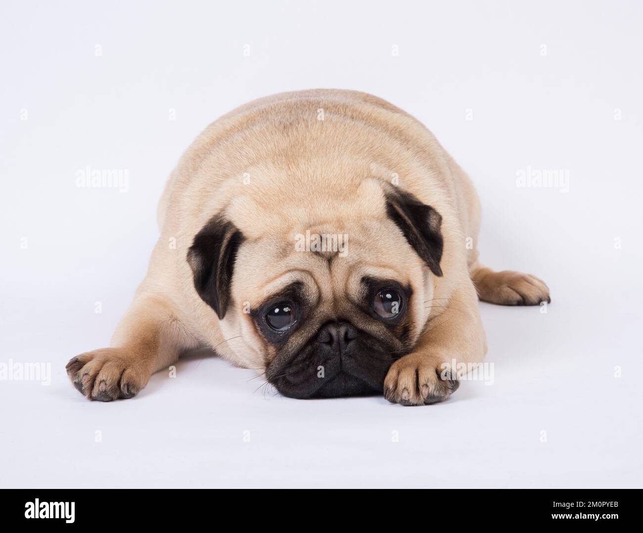 Dog laying down looking up hi-res stock photography and images - Alamy