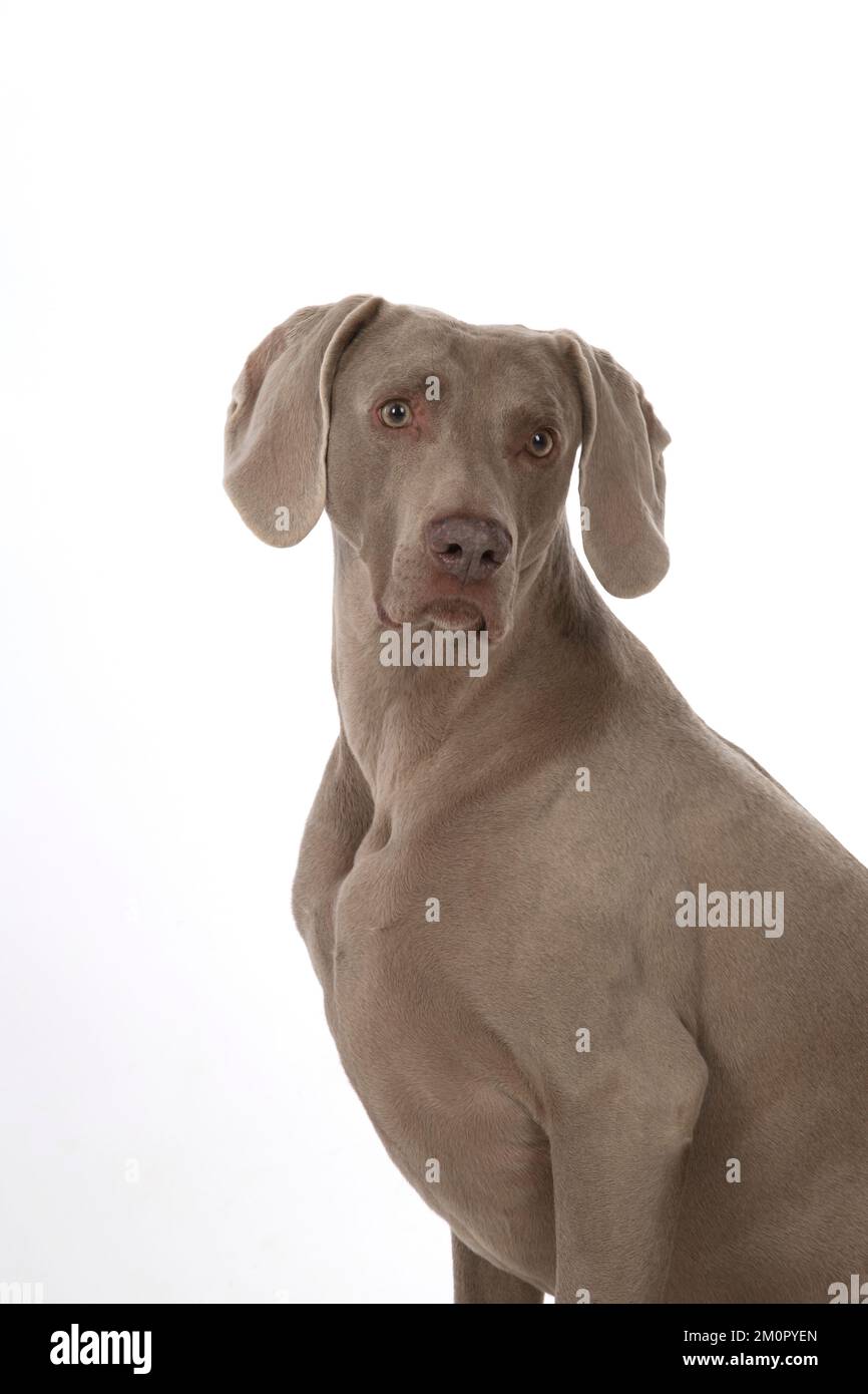 Weimaraners gundog hi-res stock photography and images - Alamy