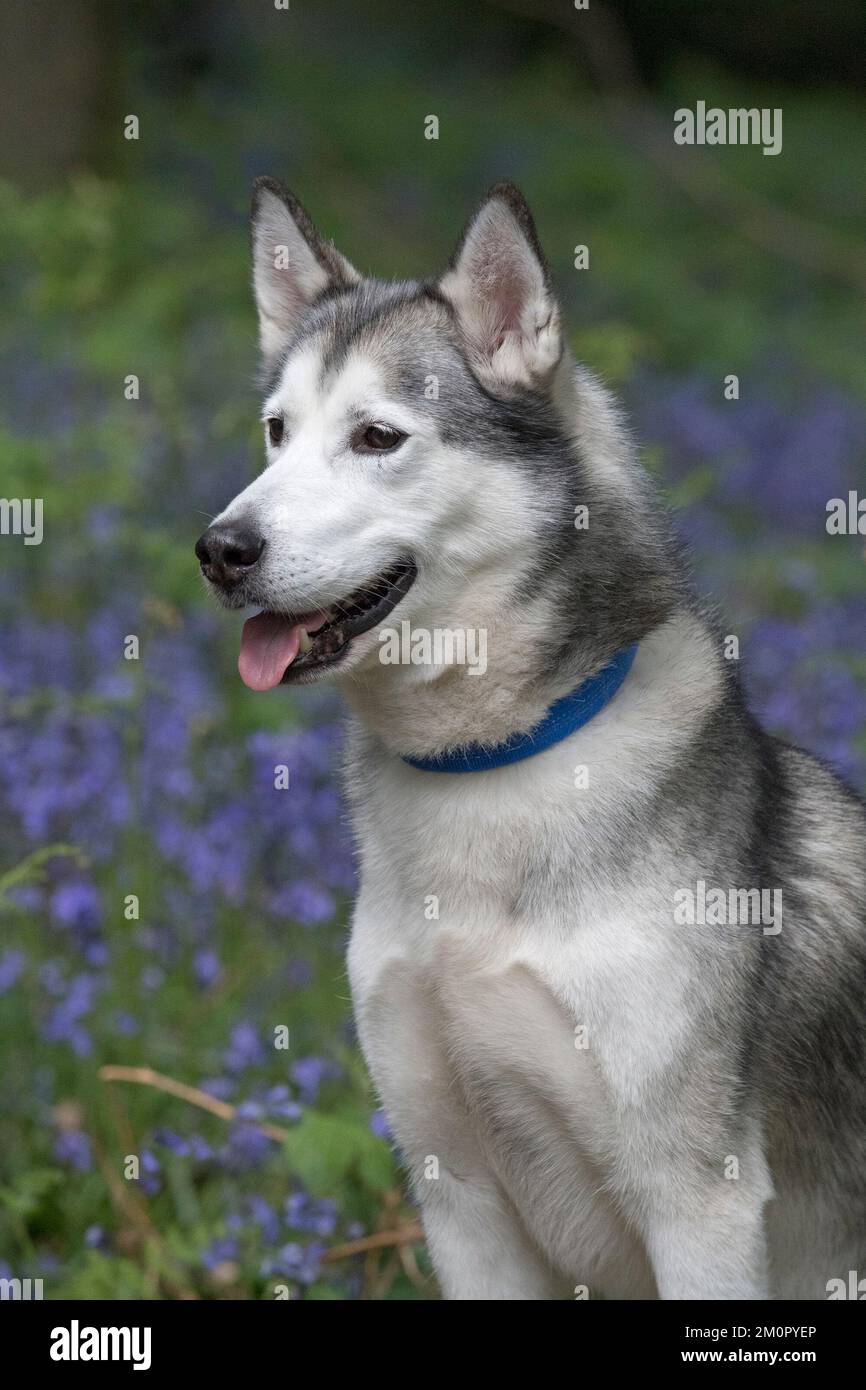 Husky and flowers hi-res stock photography and images - Alamy