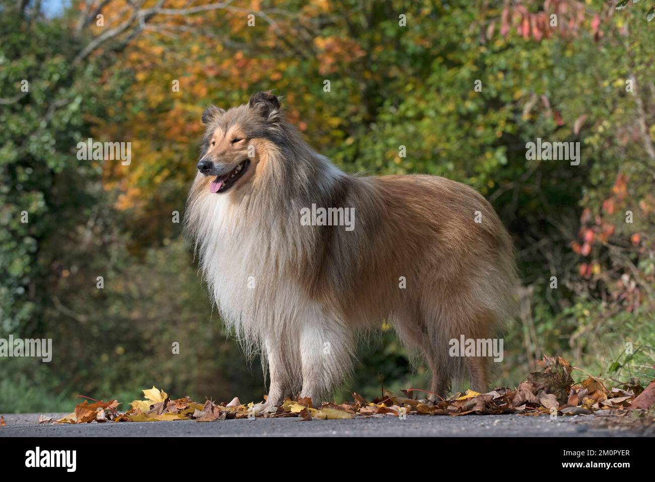 Long haired collie dog hi-res stock photography and images - Alamy