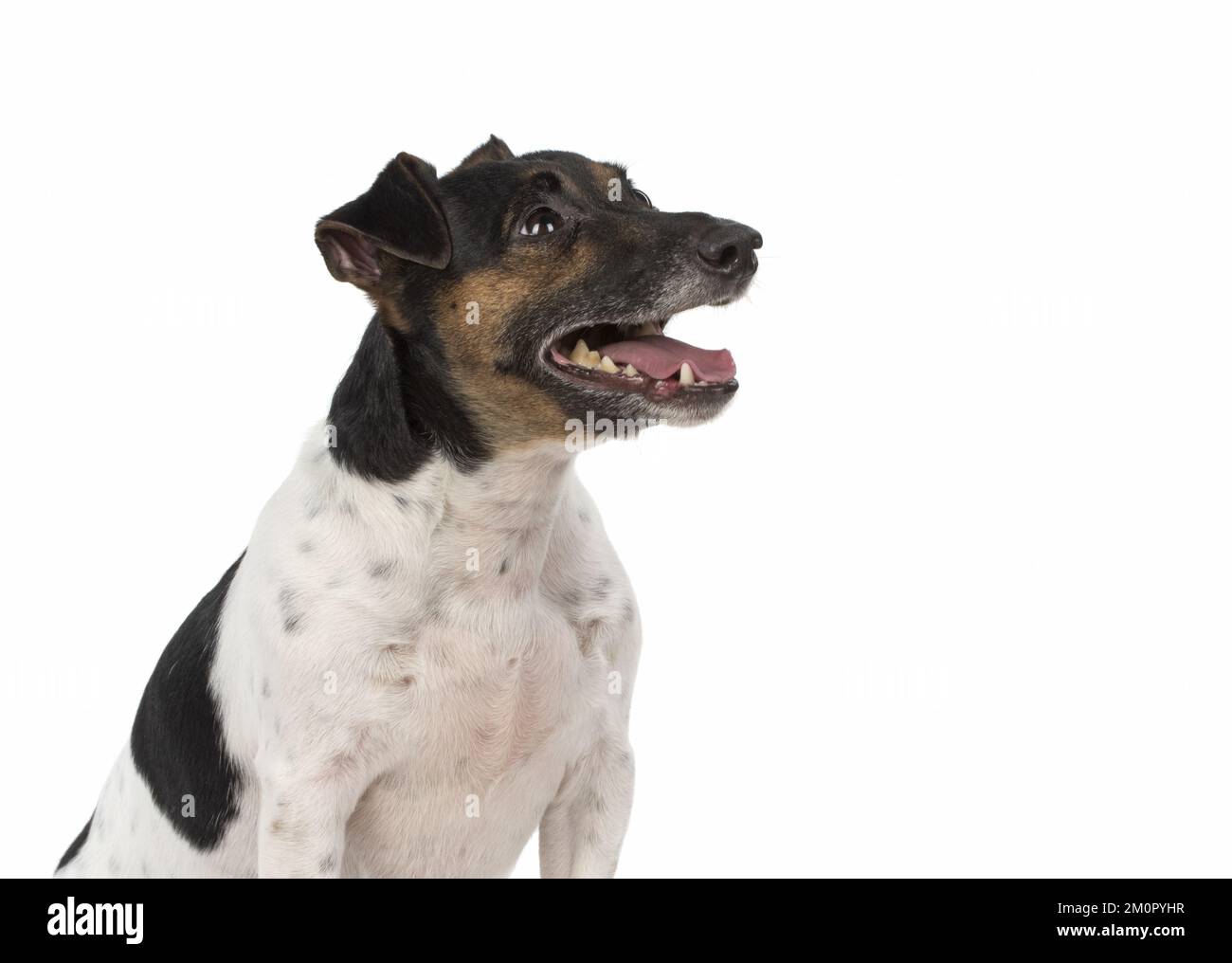 DOG. Jack Russell Terrier, in a studio Stock Photo - Alamy