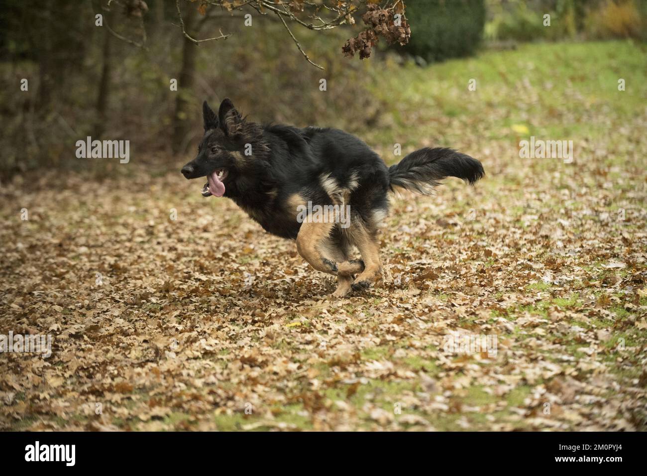 DOG. German Shepherd, running in autumn leaves Stock Photo - Alamy