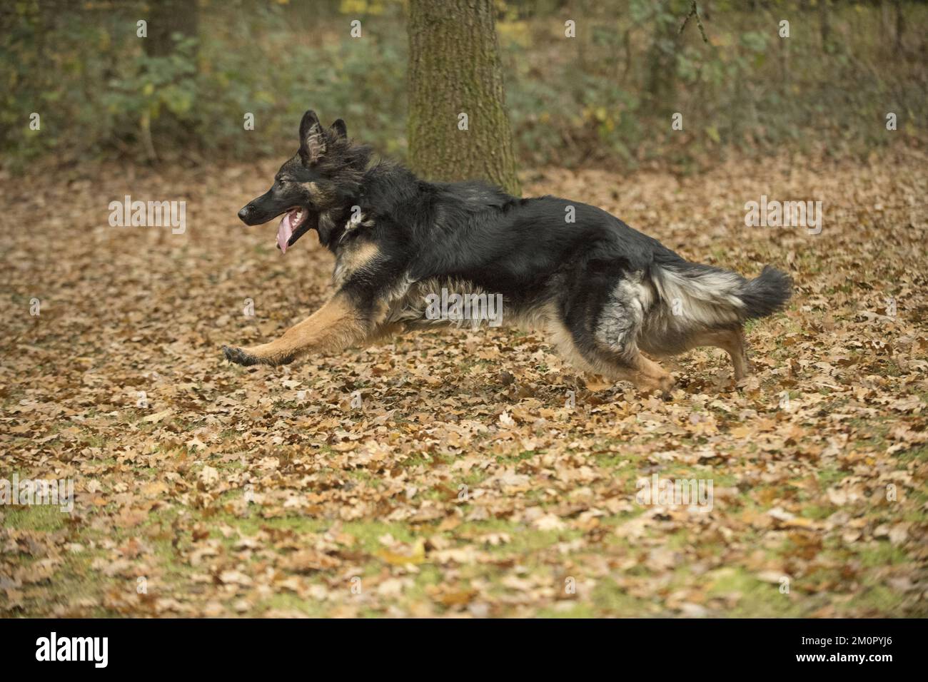 German shepherd running german shepherd hi-res stock photography and ...