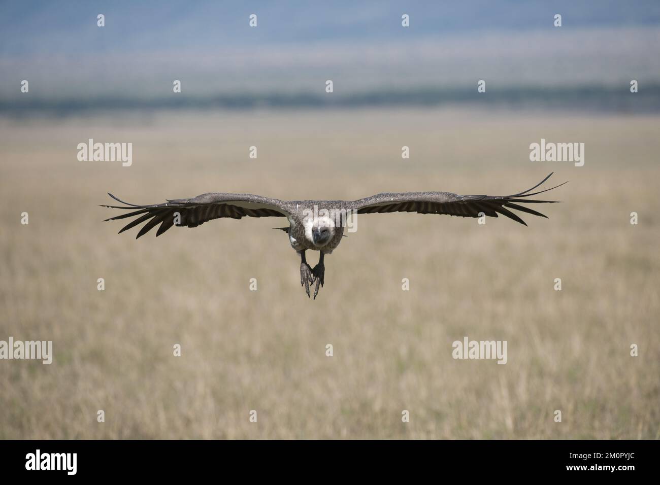 BIRD. African White-backed vulture, masai mara, kenya Stock Photo - Alamy