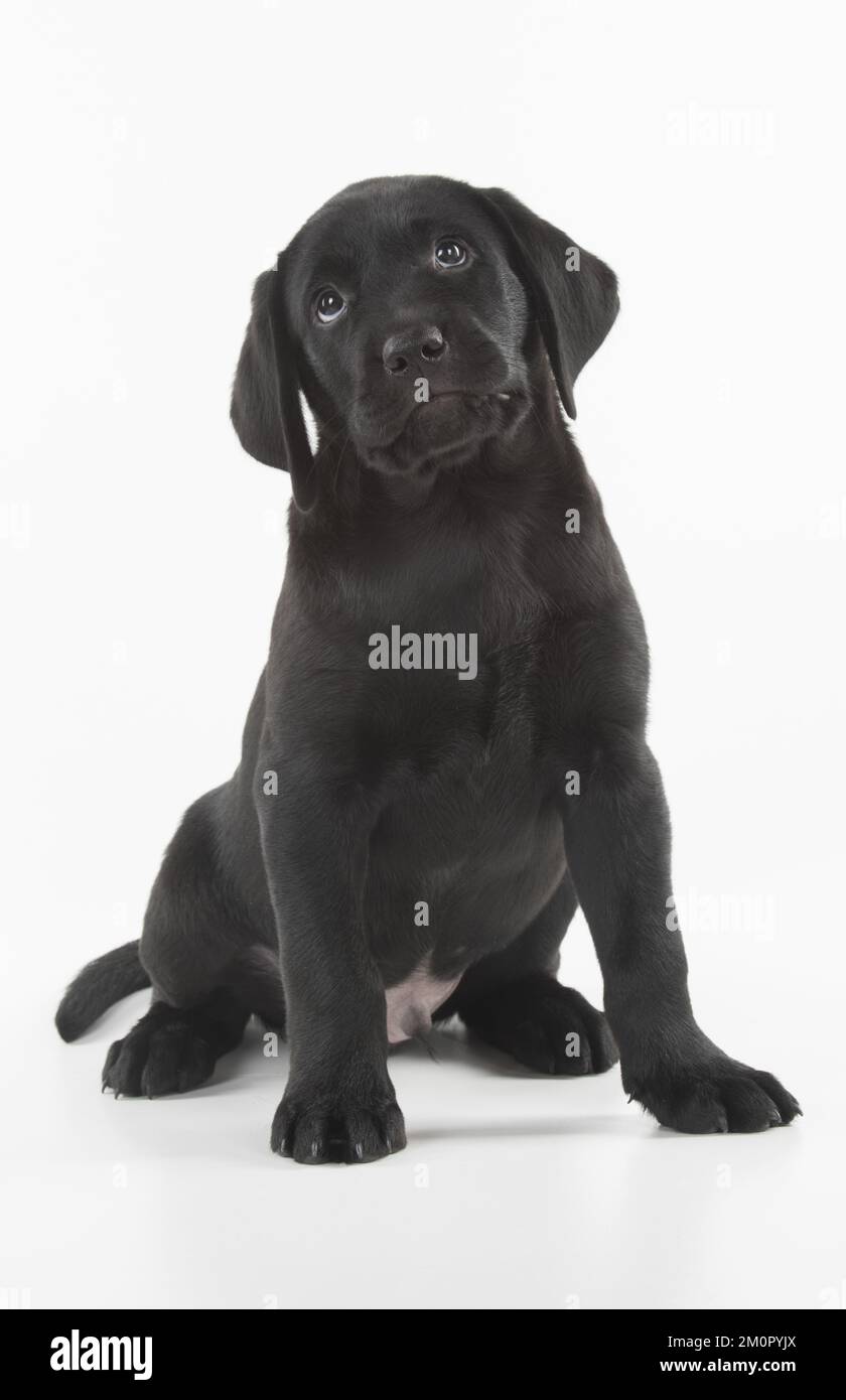 DOG. Black Labrador puppy sitting, studio( 9 weeks Stock Photo - Alamy