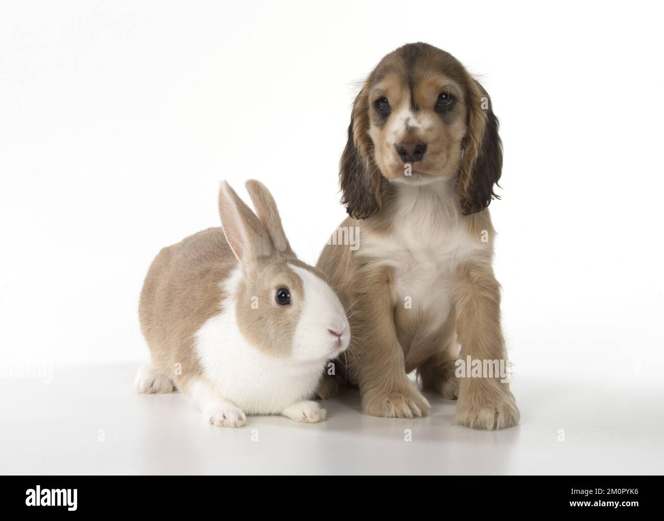 Cocker spaniel puppy hi-res stock photography and images - Alamy