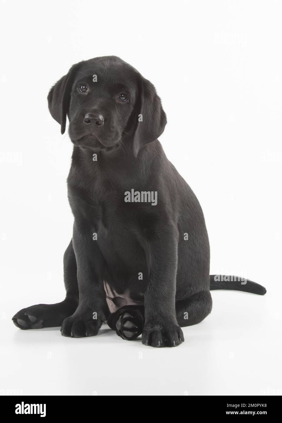 DOG. Black Labrador puppy sitting, studio( 9 weeks Stock Photo - Alamy