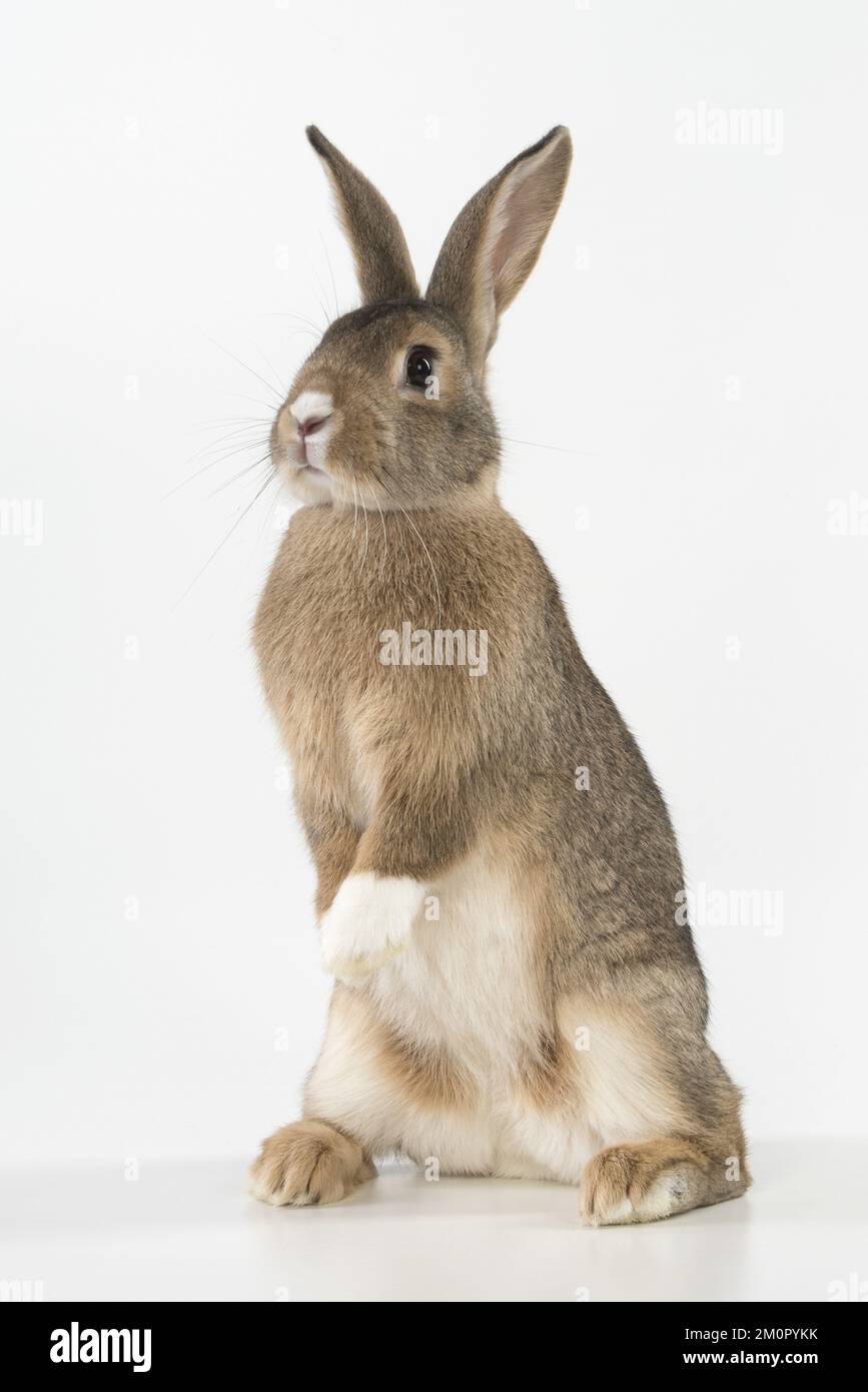 Mammal. Domestic ( agouti ) rabbit, standing up , studio Stock Photo ...