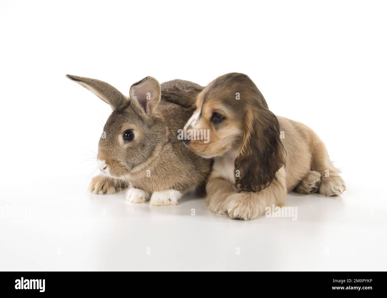 DOG. Cocker Spaniel puppy ( 9 weeks old )with a Stock Photo - Alamy