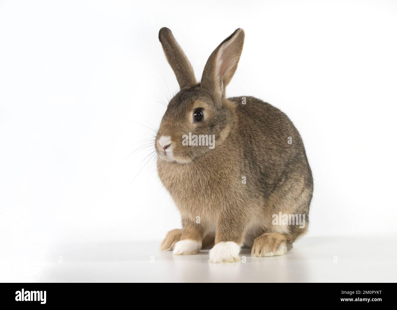 Mammal. Domestic Rabbit ( agouti ) on white, studio Stock Photo - Alamy