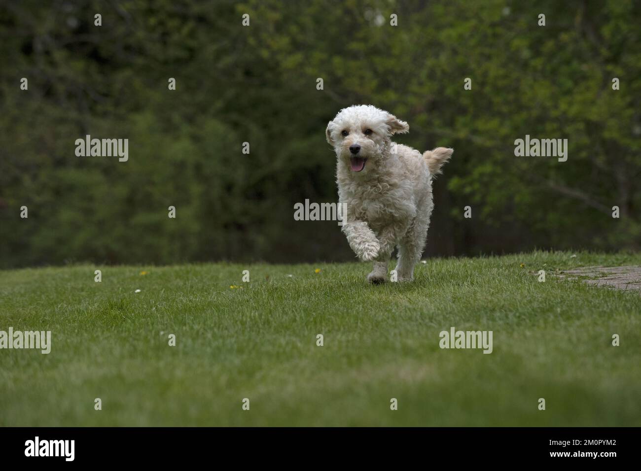 DOG. Cavapoo running in a garden Stock Photo - Alamy