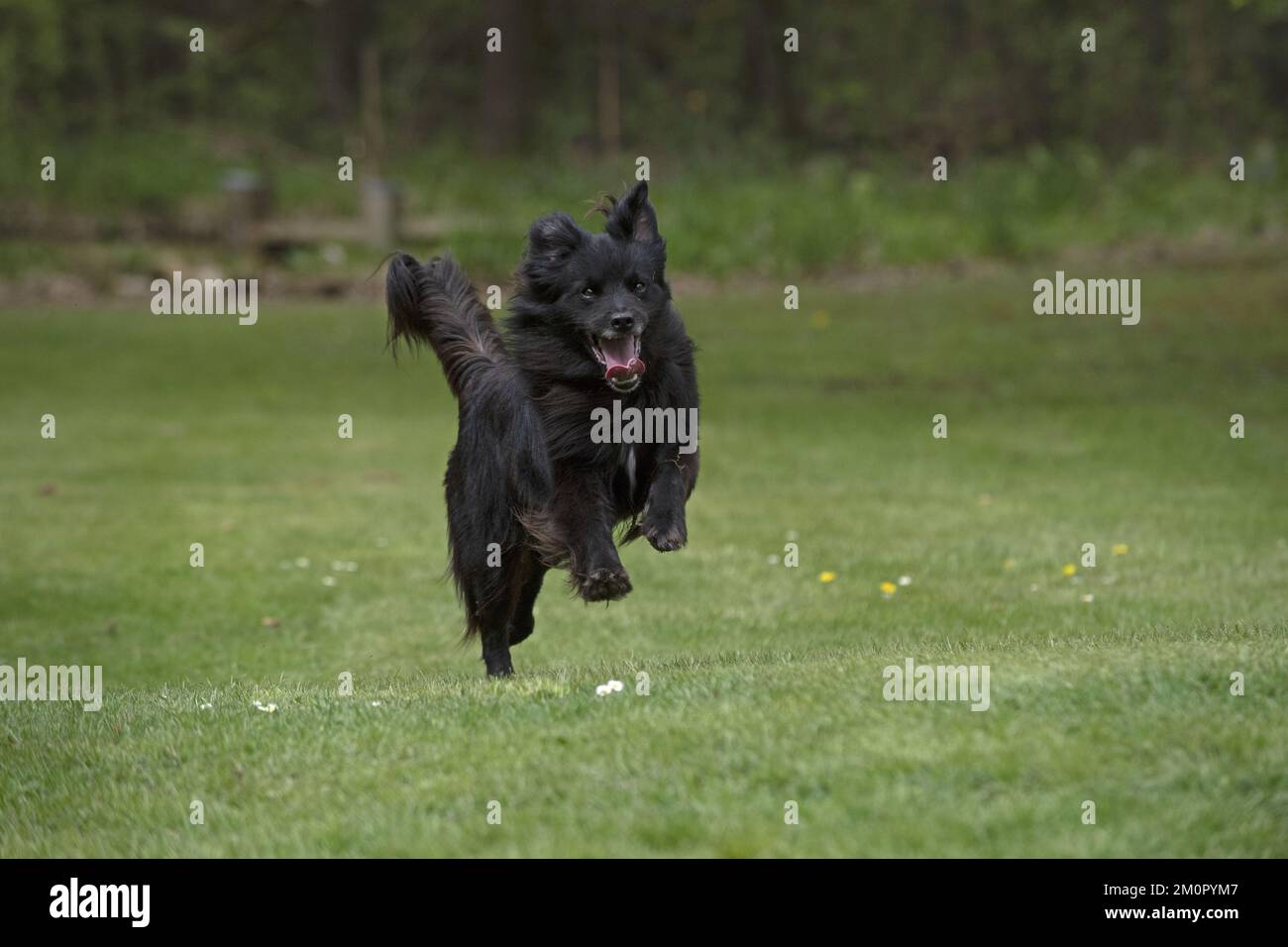 DOG. Pyrenean sheepdog running in a garden Stock Photo - Alamy