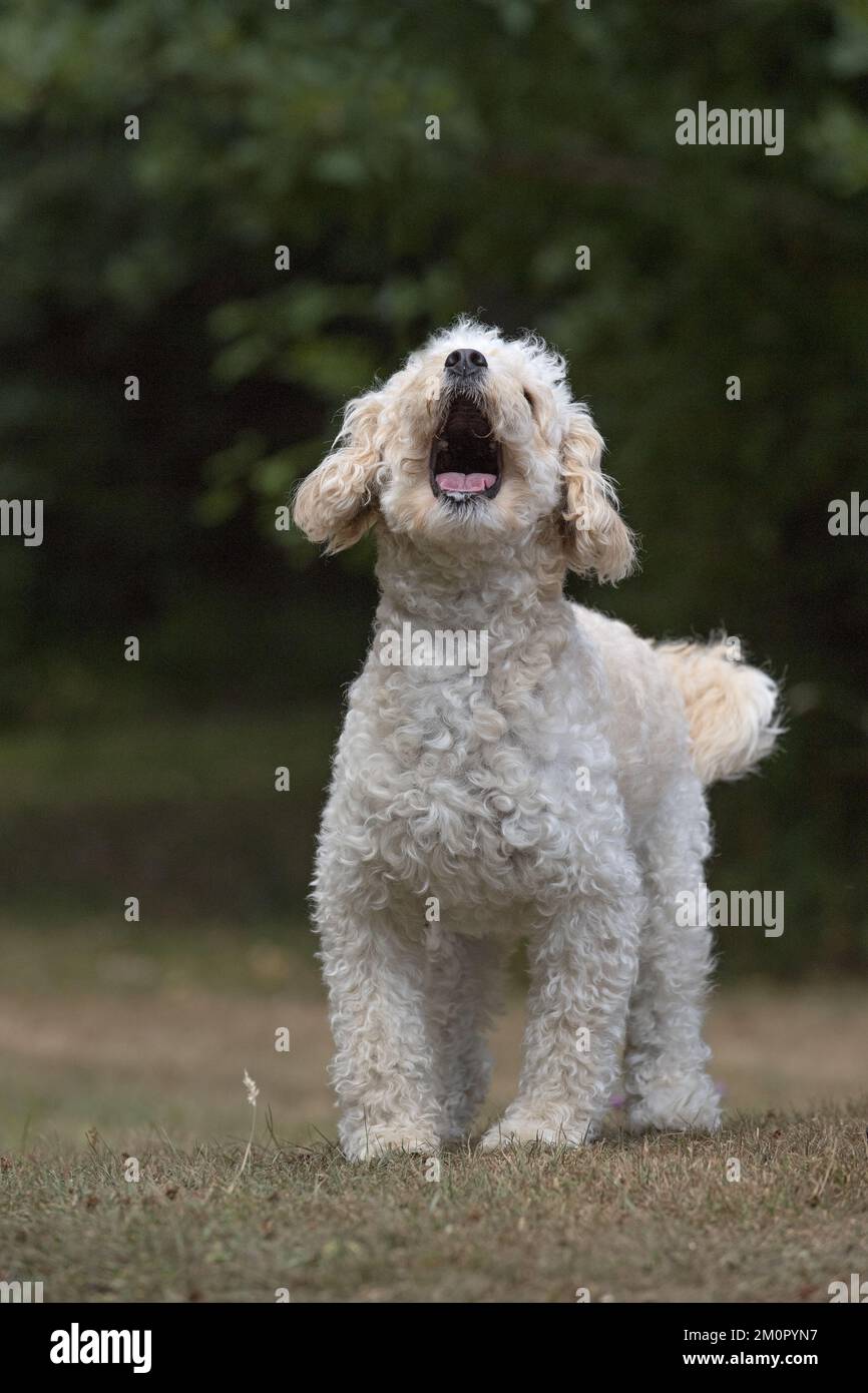 DOG. Cavapoo in a garden Stock Photo - Alamy
