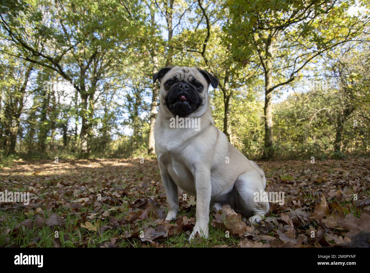 Pugs pug in dog hi-res stock photography and images - Alamy