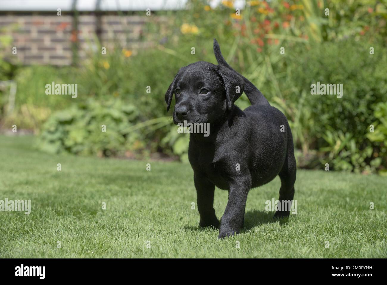Can A 8 Week Old Puppy Go In The Garden