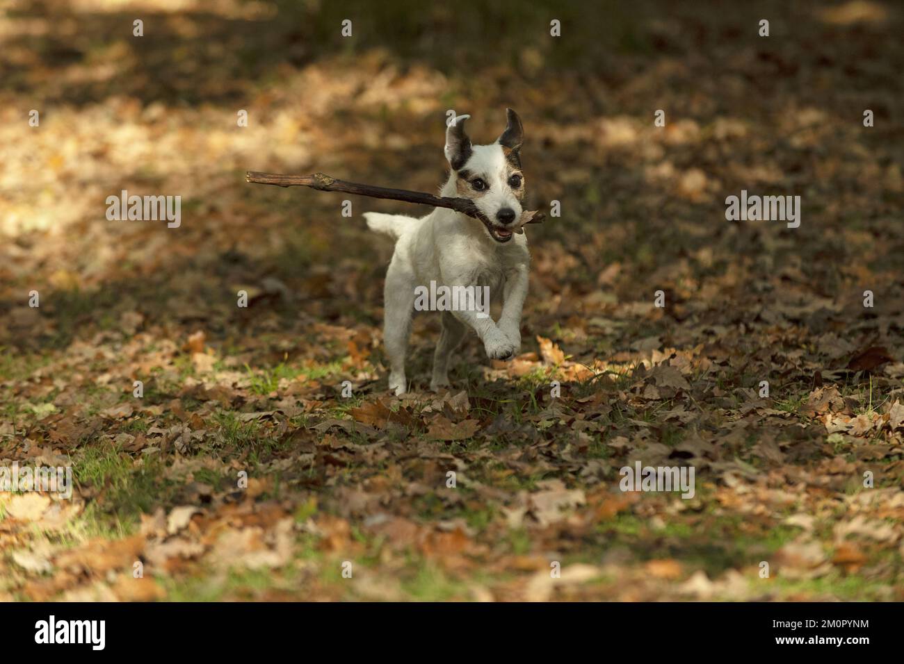 DOG, Parson Jack Russell running in autumn leaves Stock Photo - Alamy