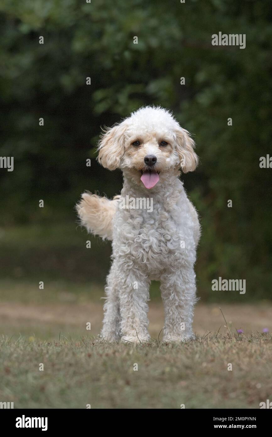 Cavapoo hi-res stock photography and images - Alamy