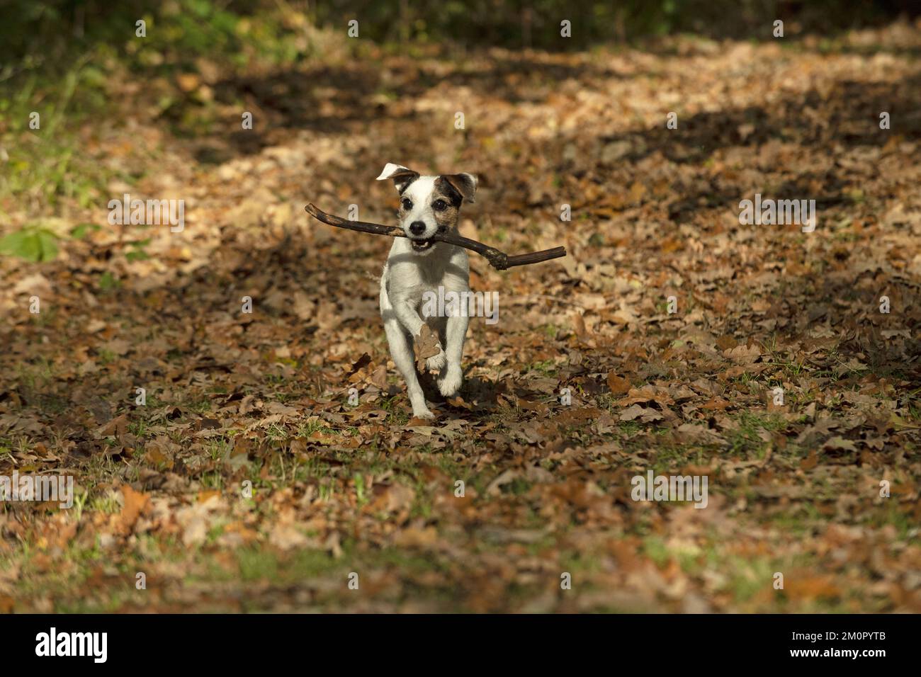 Running sticks hi-res stock photography and images - Alamy