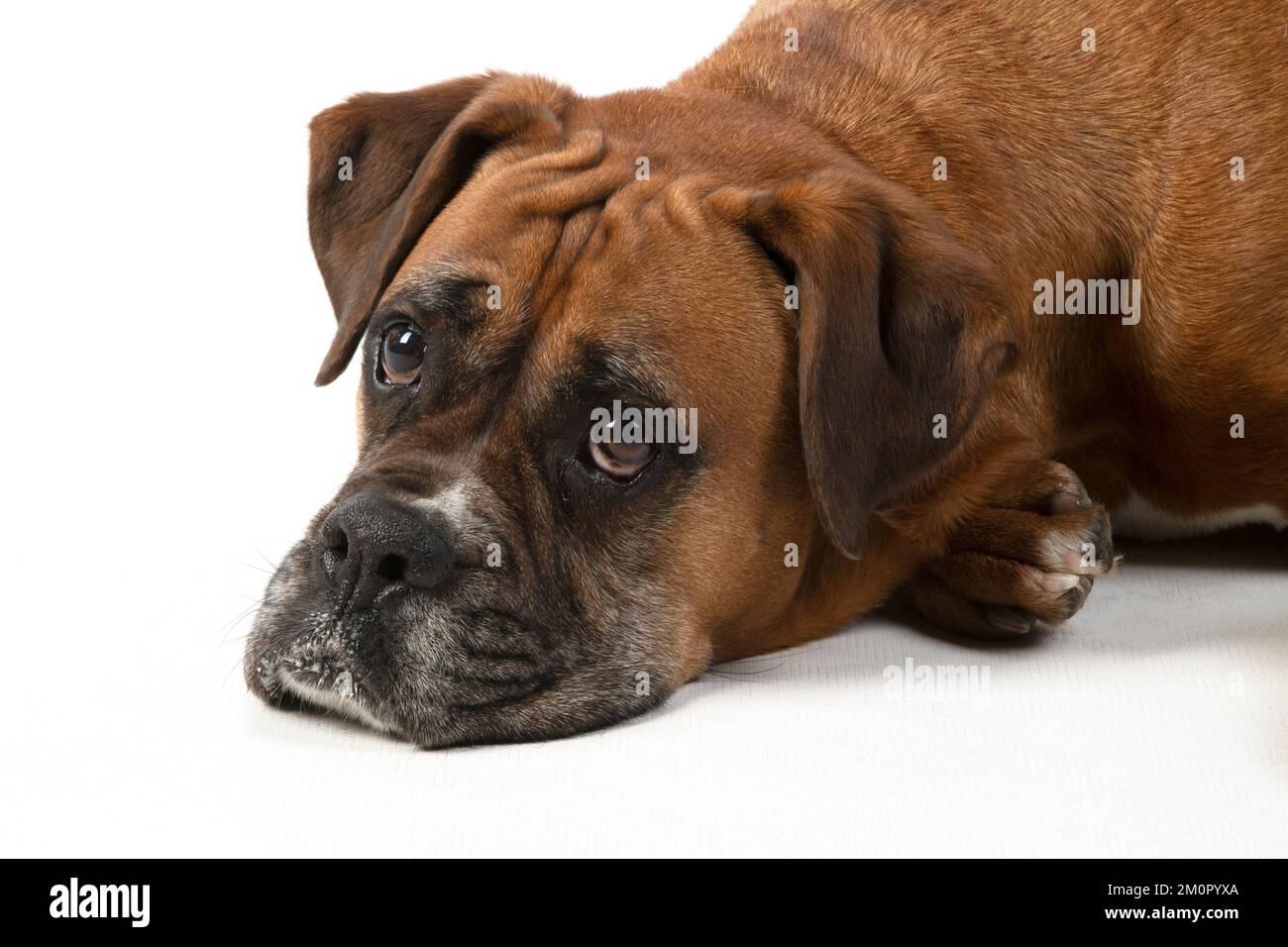 DOG. Boxer dog, lying down, face expressions Stock Photo - Alamy