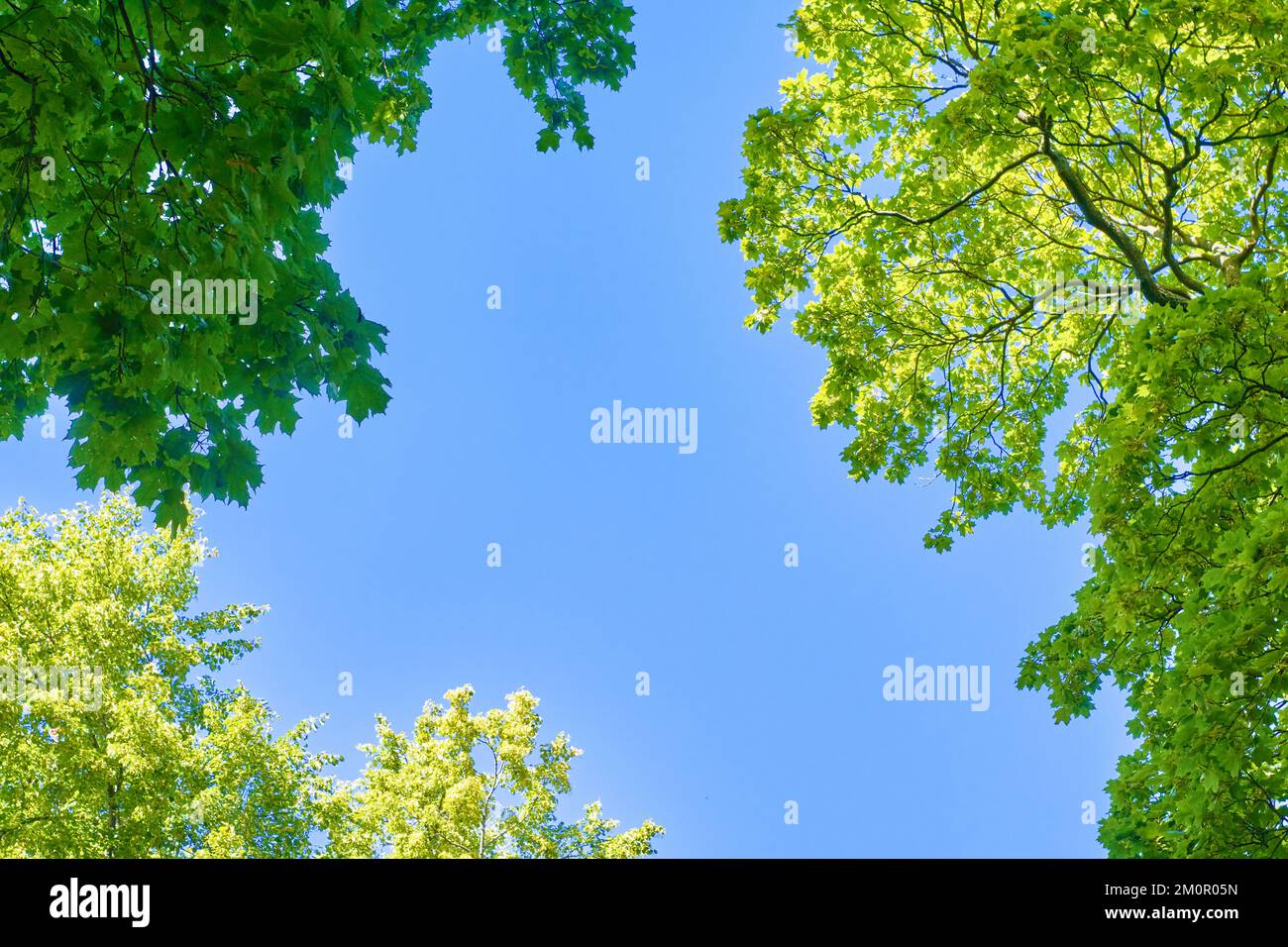 Tree branches and blue sky, view from below. Bottom view on the crown ...