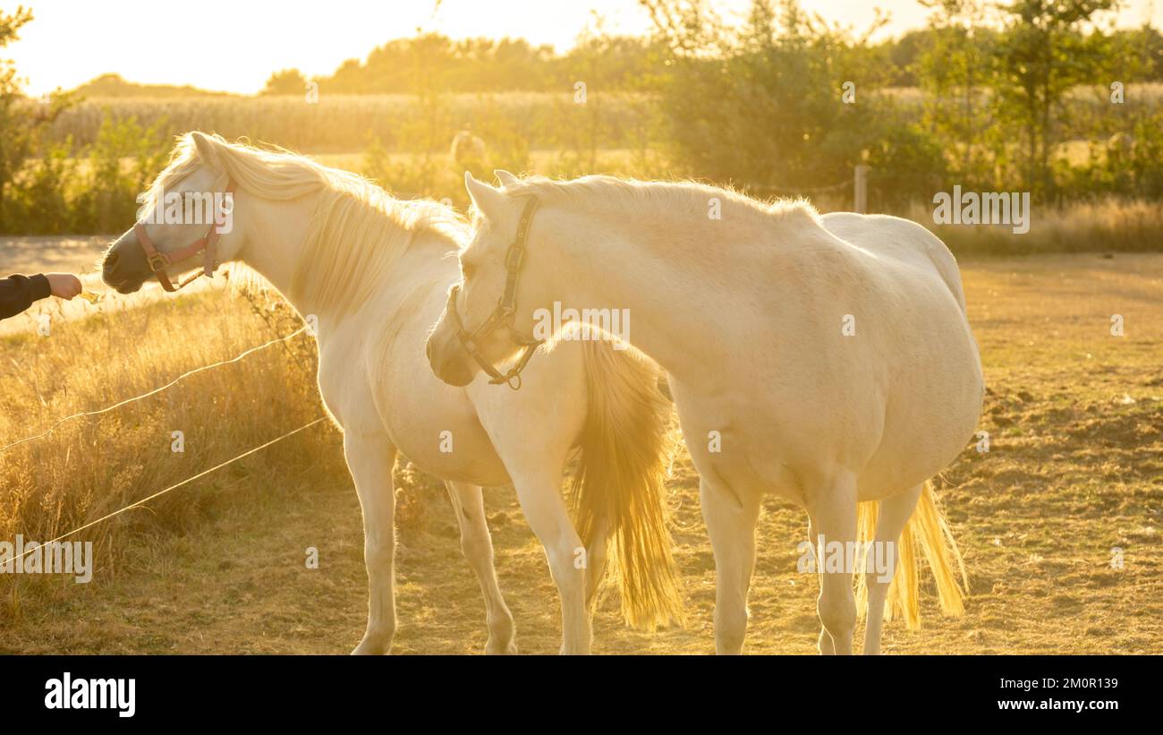 pair of white horses .White horse on a sunny windy day in a paddock ...