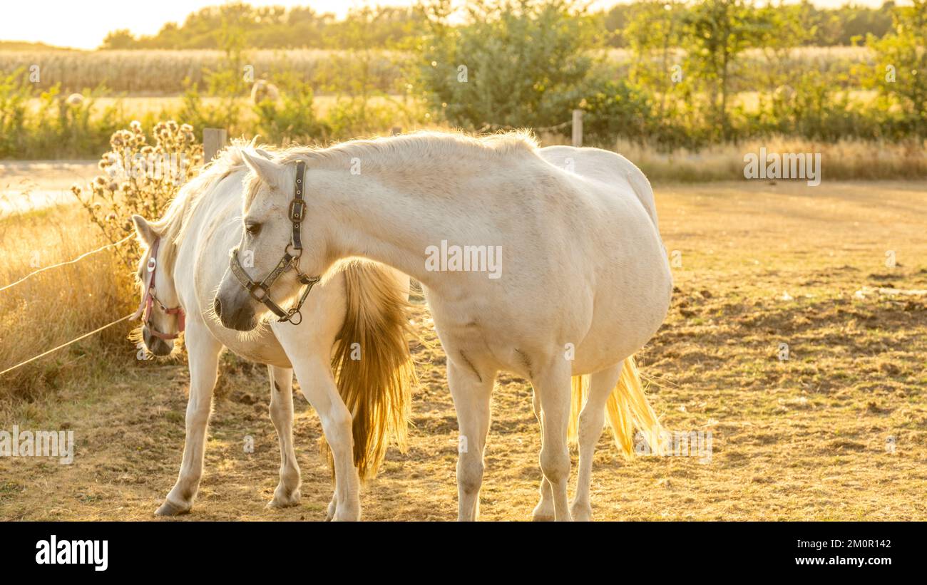 White horse on a sunny day in a paddock.Farm animals.horse walks in a ...