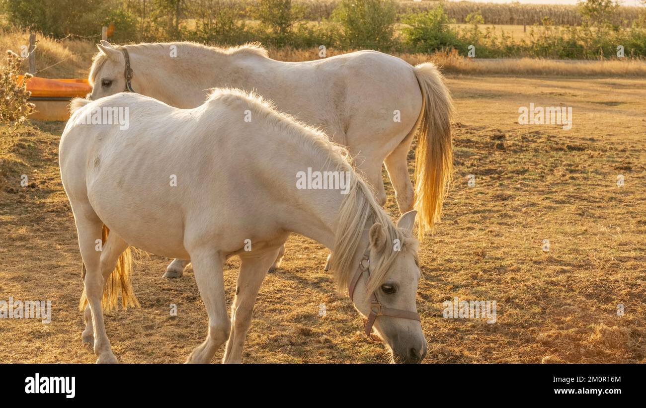 White horse in a paddock.Farm animals.horse walks in a street paddock ...
