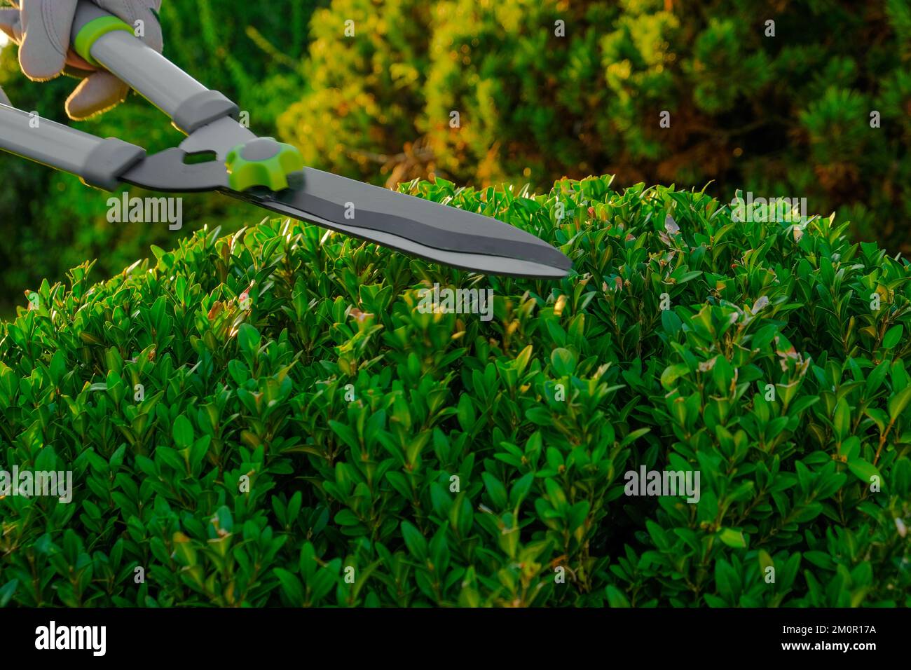 pruning boxwood with garden shears.Tool for plant formation. Topiary ...