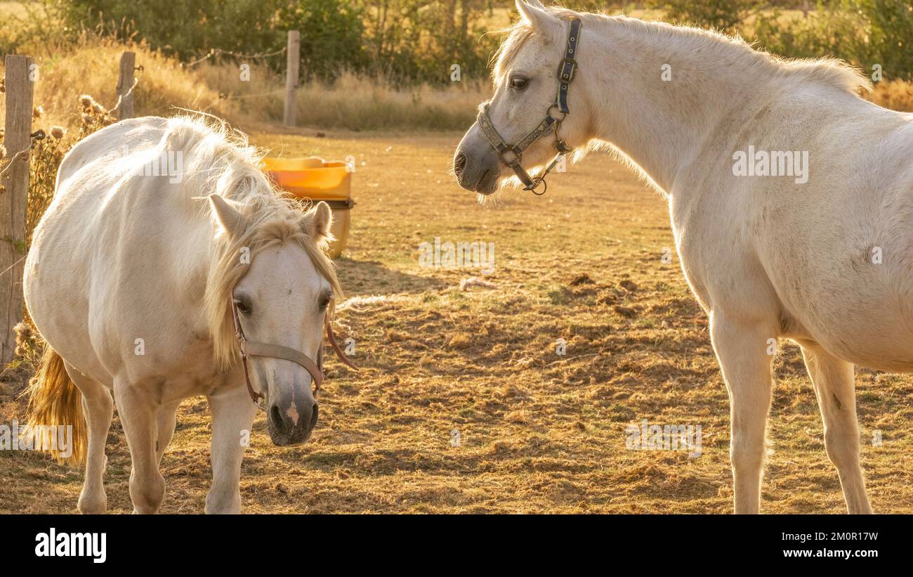 White horse on a sunny windy day in a paddock.Farm animals.horse walks ...