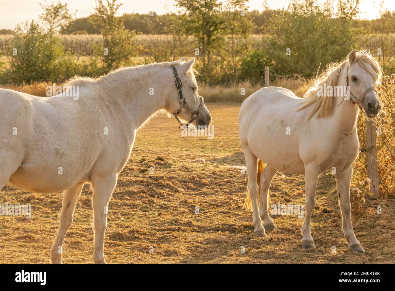 Farm animals.White horse on a sunny windy day in a paddock.horse walks ...