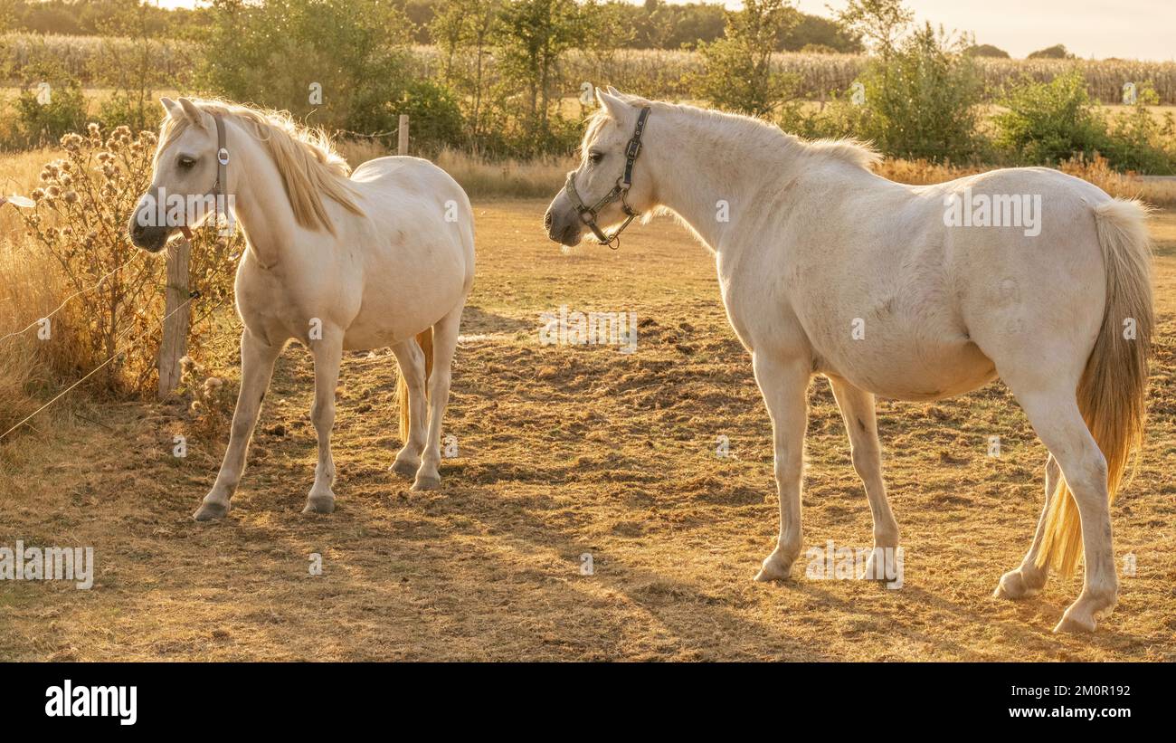Breeding and raising horses.pair of white horses with white manes.White ...