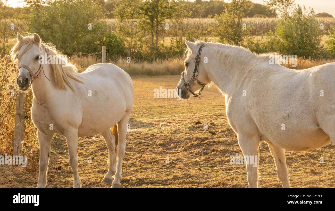 white horses with white manes. horse on a sunny windy day in a paddock ...